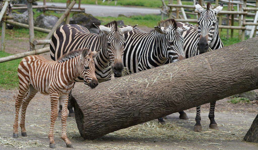 シマウマの赤ちゃんが誕生！ - 富士サファリパーク 公式サイト